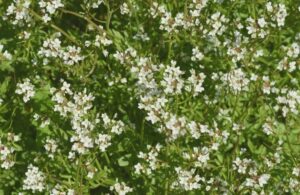 MGV Weeds Series: Hairy bittercress, a 'cute little weed' - Olean Times ...