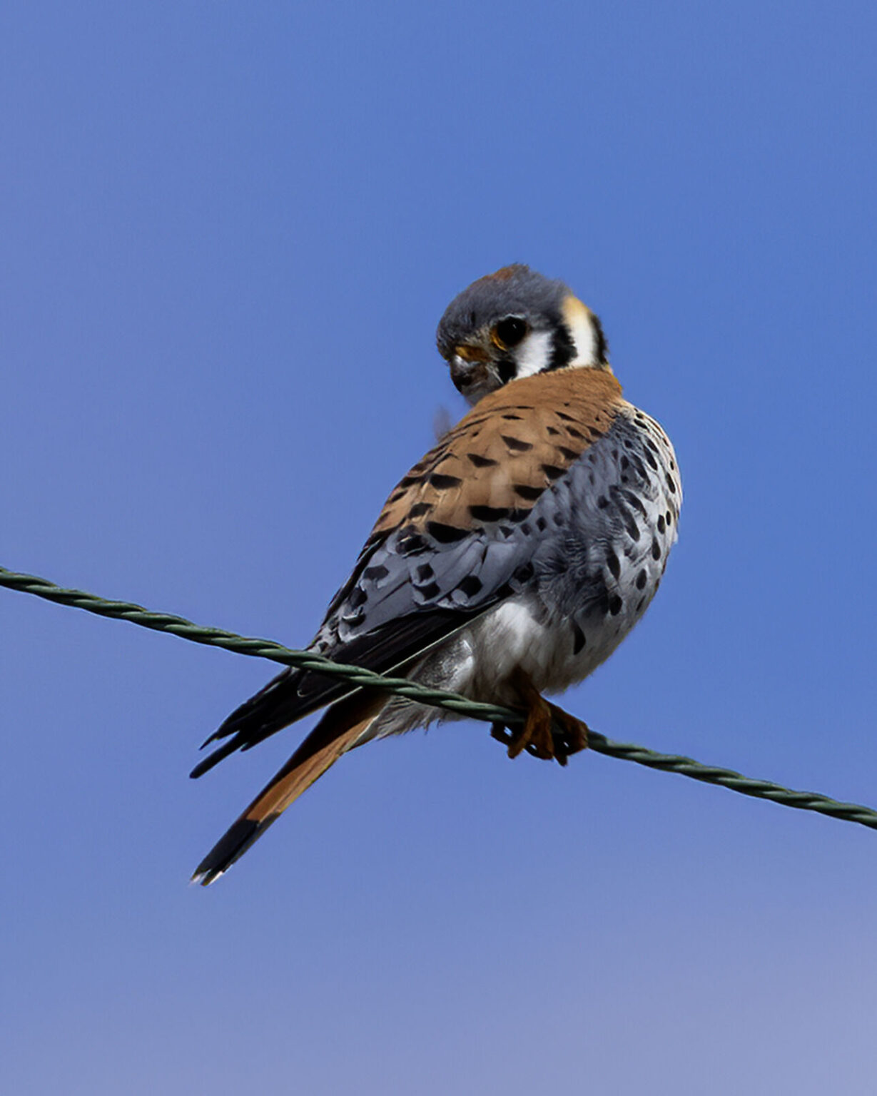 American kestrel, smallest falcon in North American - Olean Times Herald