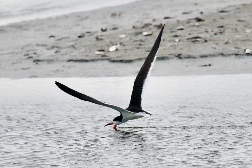 'Chasing a bird' vs. delighting in birds where you find them - Olean ...