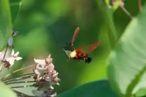 The links we can all share with nature - Olean Times Herald