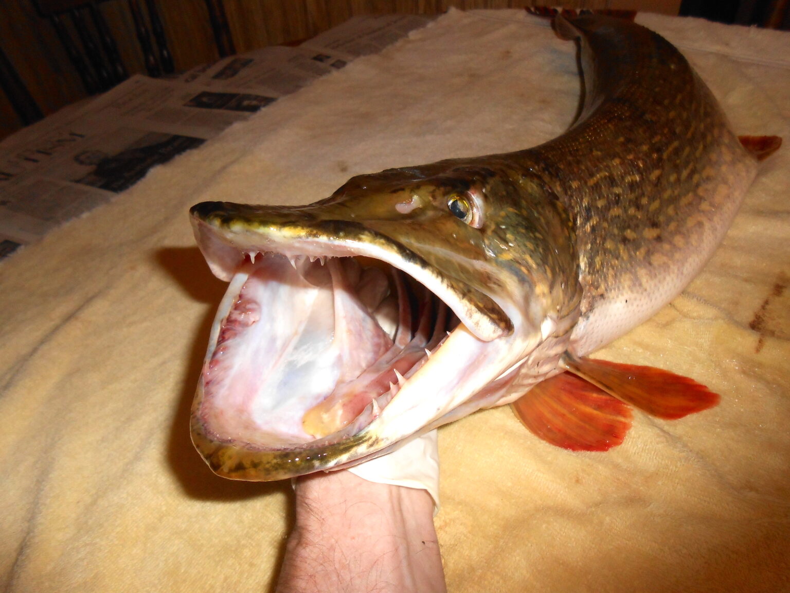 Paying attention: Modifying your fishing lures - Olean Times Herald