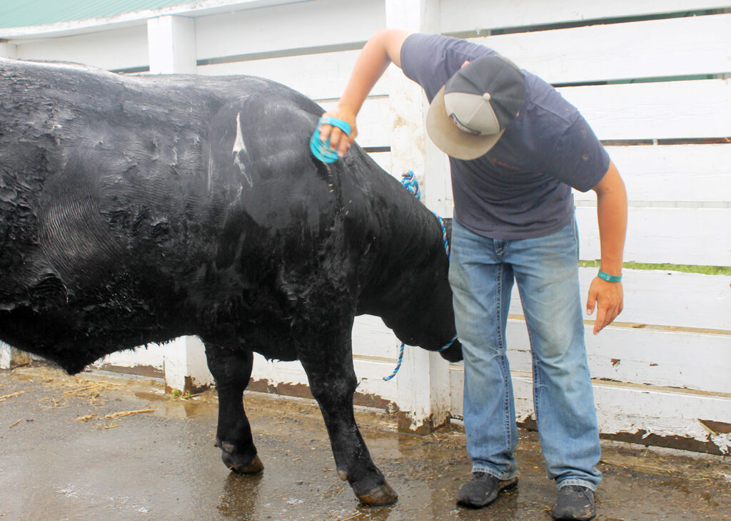 More champions named following 4-H shows at Cattaraugus Co. Fair ...