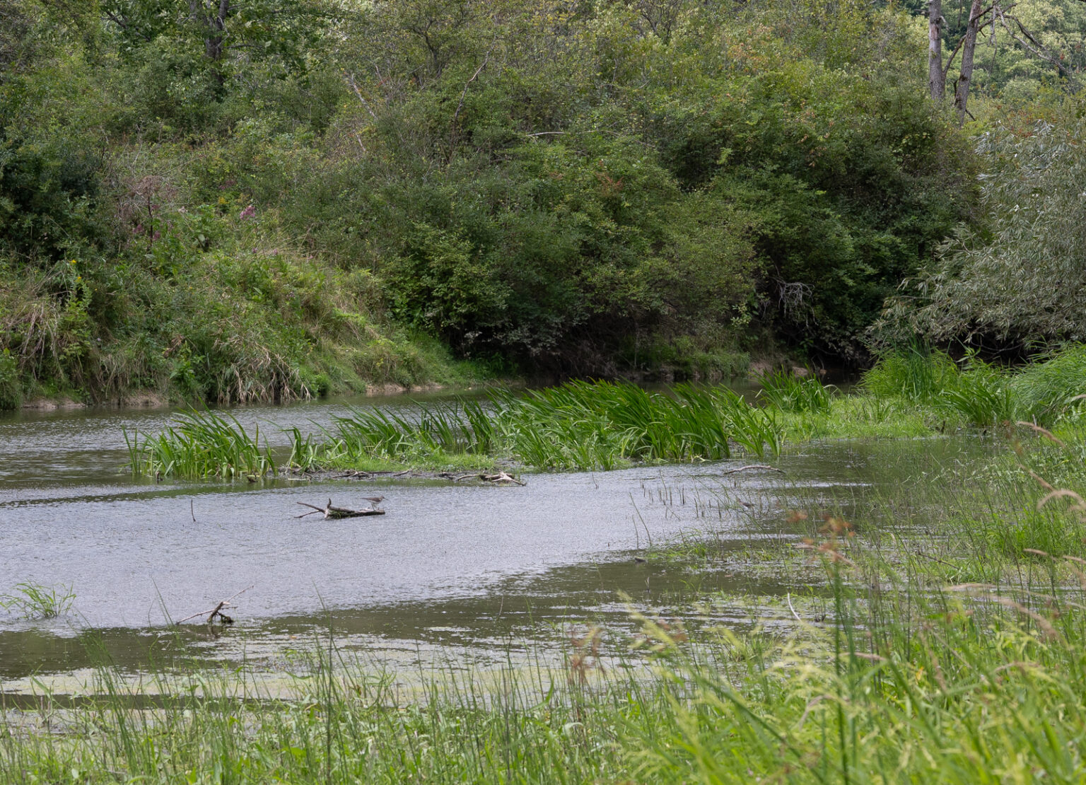 DEC: Water recovering on Ischua Creek after Great Lakes Cheese ...