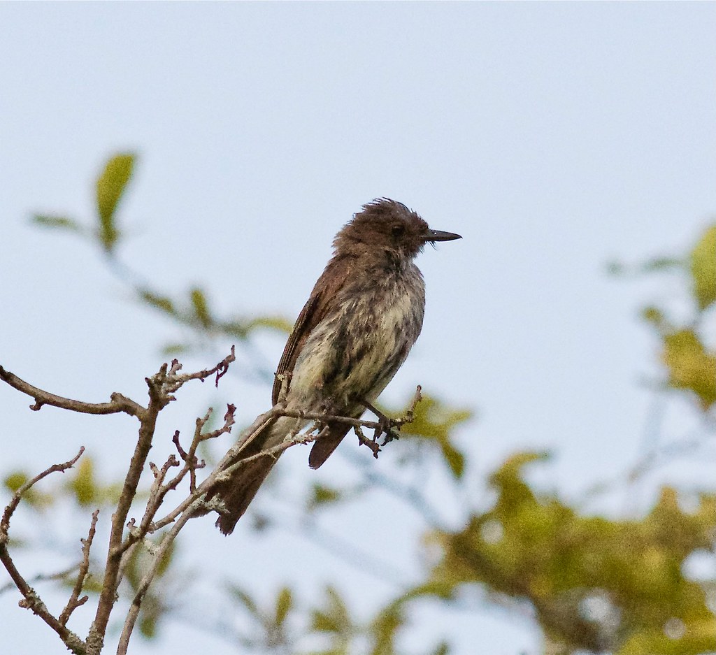 The evolution of bird IDs in Cattaraugus County - Olean Times Herald