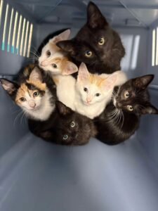 Southern Tier’s largest animal shelter urgently pursues renovation ...