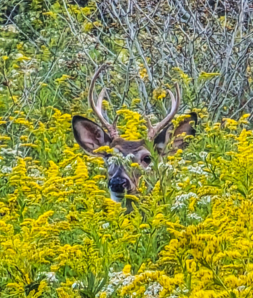 White-tail bucks' late summer behavioral shift - Olean Times Herald