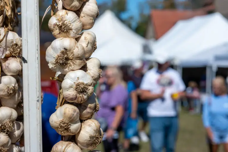 PHOTO GALLERY: Scenes from the 20th Cuba Garlic Festival - Olean Times ...