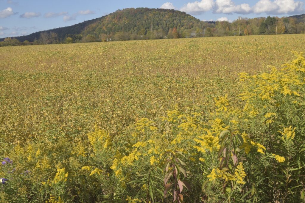 Olean-area forecast calls for more warm, dry weather - Olean Times Herald