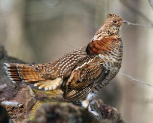 More New York state hunting season openers coming up - Olean Times Herald