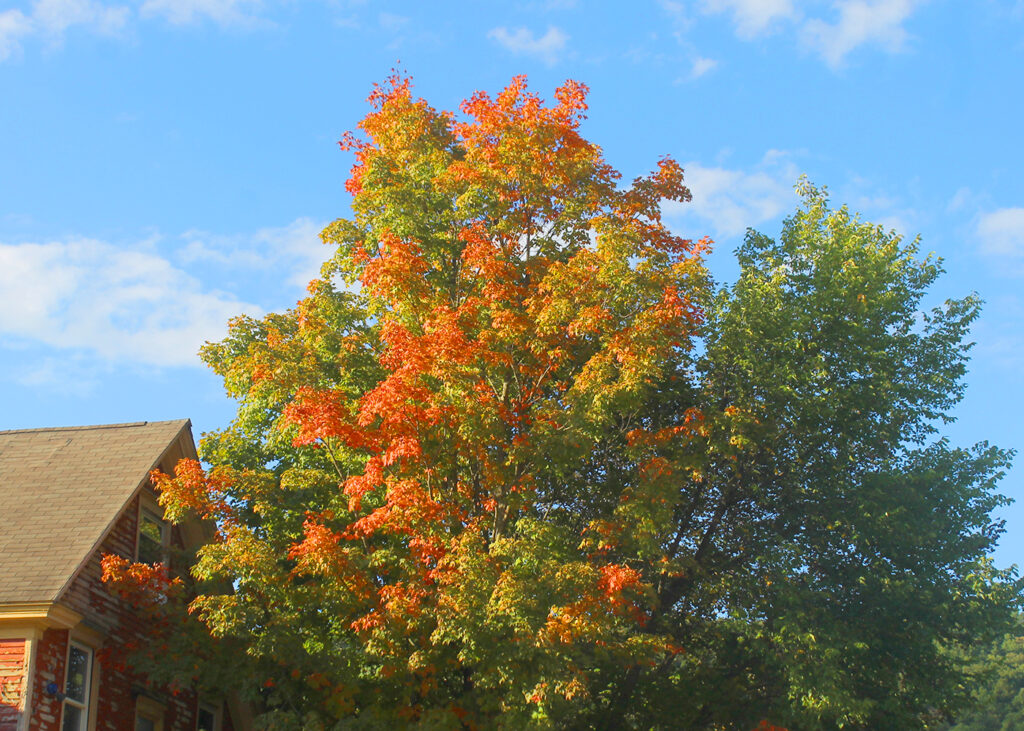 Fall foliage begins emerging across New York state - Olean Times Herald