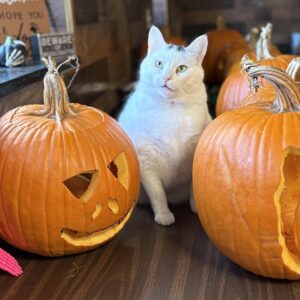 Food drive by area Catholic religious ed class benefits SPCA - Olean ...