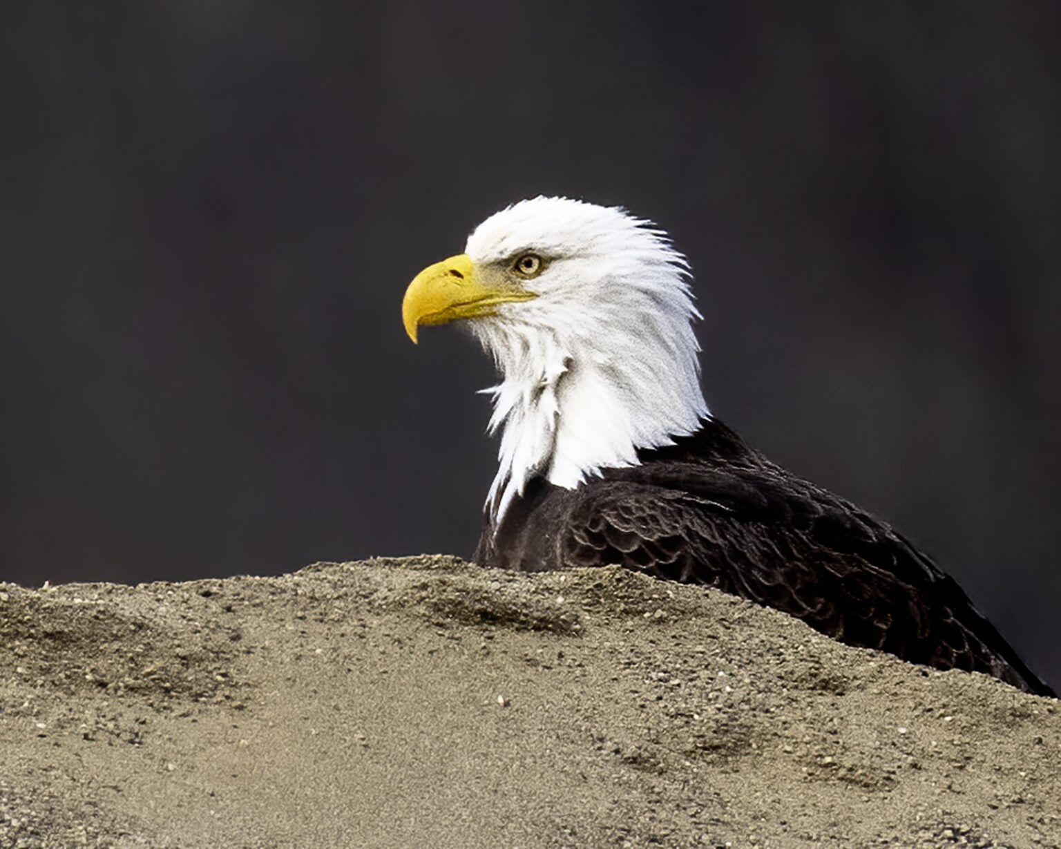 Several eagles along Allegheny River in area - Olean Times Herald