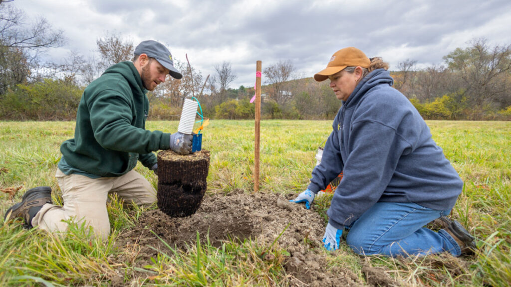 Cornell ash tree project meant to beat back borer insects - Olean Times ...