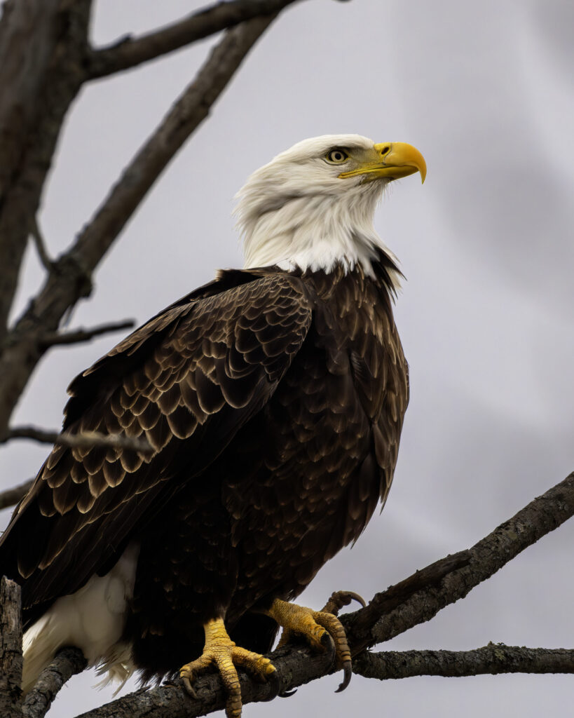 Informational Meeting Ellicottville Central School– High School Library ...