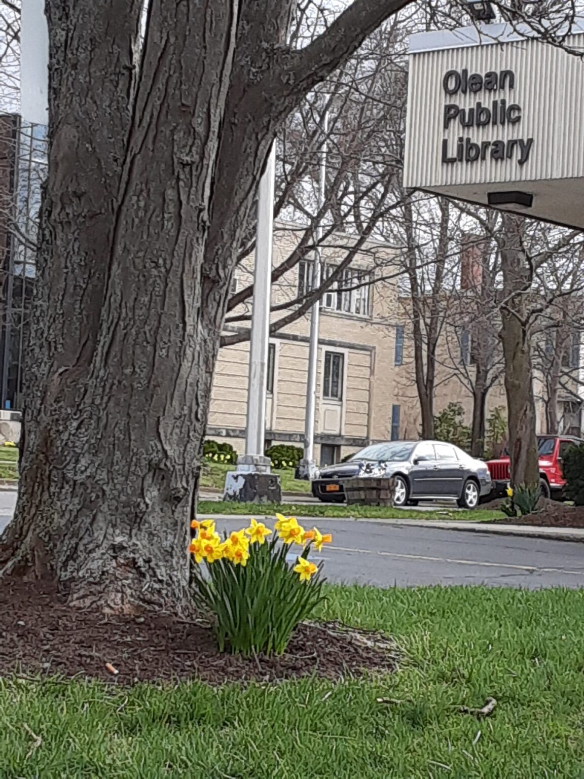 Lab puppies. AKC Registered Vet checked & shots. Yellow, chocolate ...