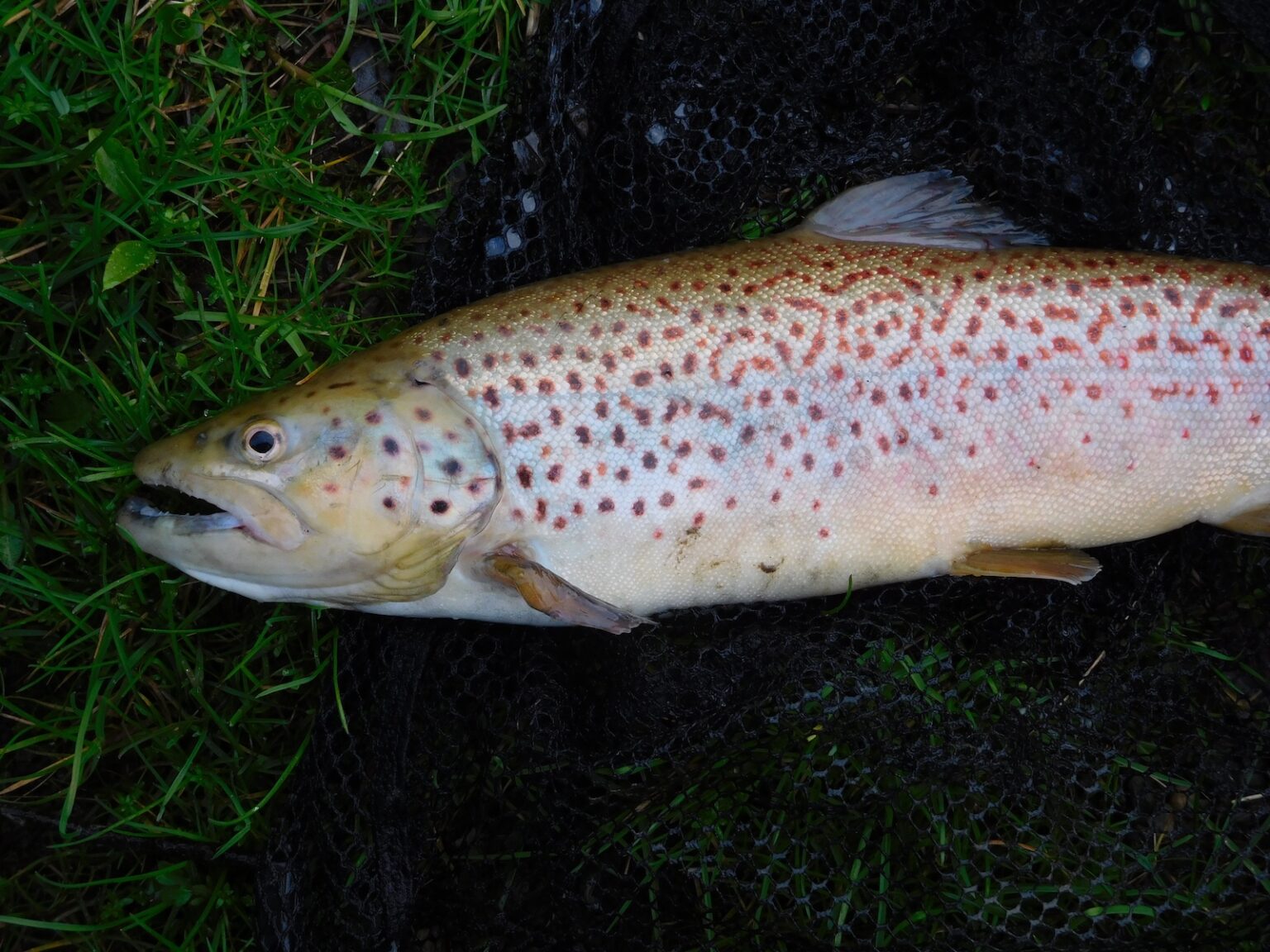Outdoors: Releasing trout safely, allowing them to fight another day ...